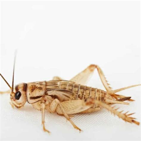 Pinhead Crickets