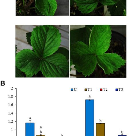 The Effect Of Foliar Spray Of Ascophyllum Nodosum Extract Ane On Download Scientific Diagram
