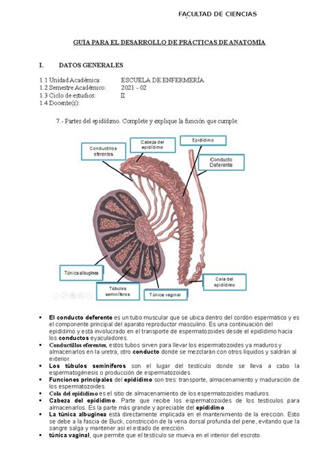 15 Guia De Anatomía Sesión 15 Aparato Reproductor Masculino GuÍa
