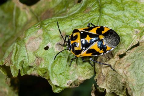 Pest Of The Month Harlequin Bug Growing Produce