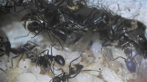 Мои муравьи Camponotus Leonardi Youtube