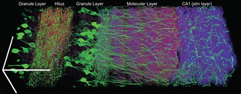 Optics And Photonics News Want To Beat The Diffraction Limit Puff Up The Sample