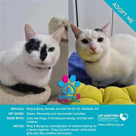 Cat Adoption Foundation Added A Cat Adoption Foundation