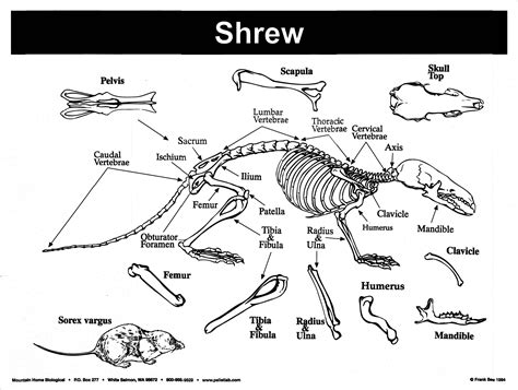 P9 Shrew Skeleton Poster Mountain Home Biological