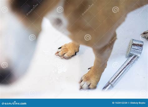 Un Cane Si Fa Una Doccia Fotografia Stock Immagine Di Colpo