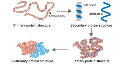Protein Structure Primary Secondary Tertiary And Quaternary Primary