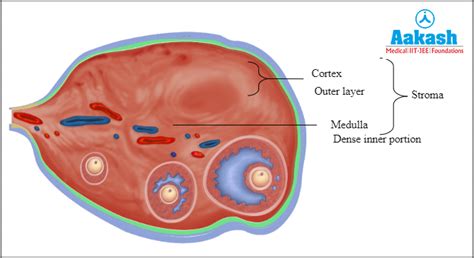 Ovaries Function Layers Disorders And Neurovascular Supply Aesl