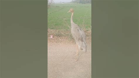 Cute Sarsh Dost Youtube