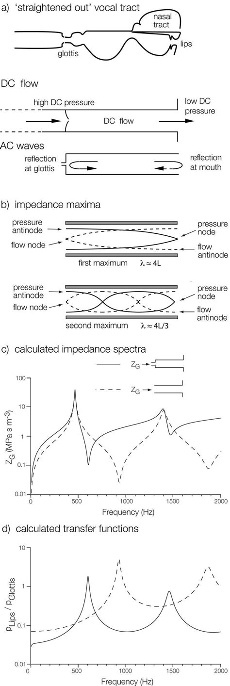 Simplified Vocal Tracts In The Sketch In A The Vocal Tract Has Been