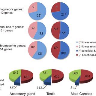 A Sex Specific Fitness Effects And Sexual Antagonism Of Neo Sex Genes Download Scientific
