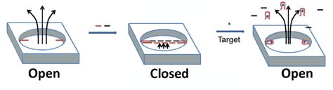 An Aptamer Gated Nanopore Dna Strands Red Based On The Atp Aptamer Download Scientific