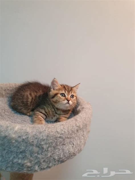 قطه قط ذكر هجين سكوتش