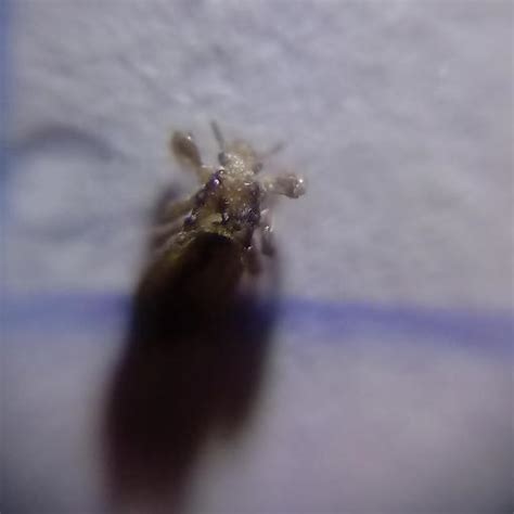Human Louse Pediculus Humanus Insect Identification Guide Habitat