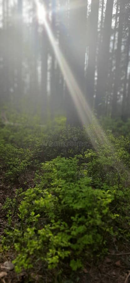 Light Through Trees Stock Image Image Of Light Natural