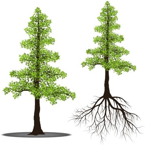 Parsnip Tree Plant With Roots Royalty Free Vector Image