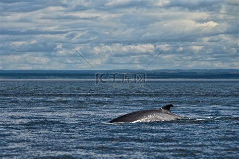 鲸鱼搜索，泰道沙克，加拿大高清摄影大图 千库网