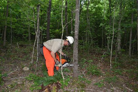 Patch Cut Positives The National Wild Turkey Federation