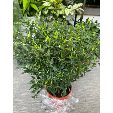 Cili Padi Kampung Pedas Rimbun And Renek 🌶️🌶️🌶️ Cili Pedas Cameron Highland Berbuah Lebat