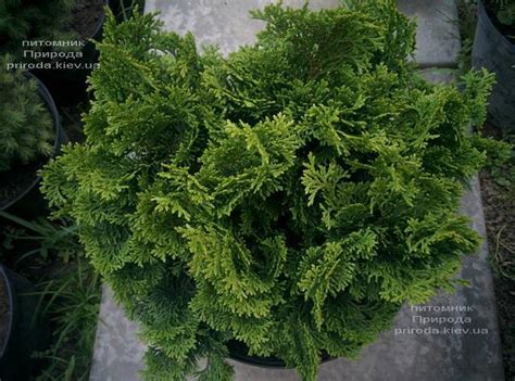 Кипарисовик тупой Нана Грасилис Купить Киев цена фото описание ...