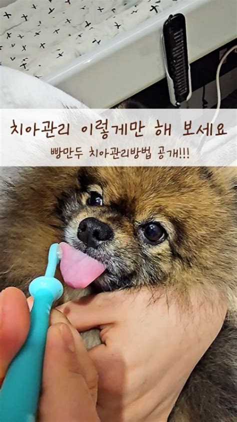 🥘 빵만두 집밥보다 쉬운 강아지 화식 괜히 감사한 마음이 드는 하루 Pc 앞에 앉아 제가 만들어온 피드를 보며 괜히 마음에 감사하다는 생각이 많이 들어요 오늘