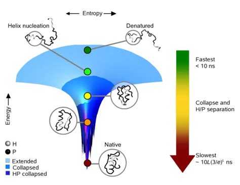 Biophysics Forces In The Bio Universe Protein Folding Simplicity In Complexity