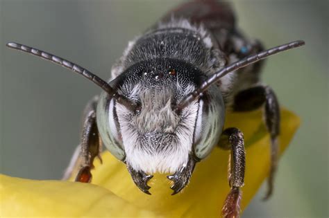 Leafcutter Bees Genus Megachile Texas Native Bees