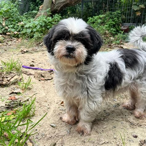 Honden Ter Adoptie Dierenasiel Sint Truiden