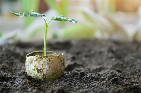 비옥한 검은 땅 토양에 메추라기 달걀 껍질에 잎에 물 방울과 젊은 녹색 달콤한 고추 묘목 0명에 대한 스톡 사진 및 기타 이미지 0명 개념 경작지 Istock