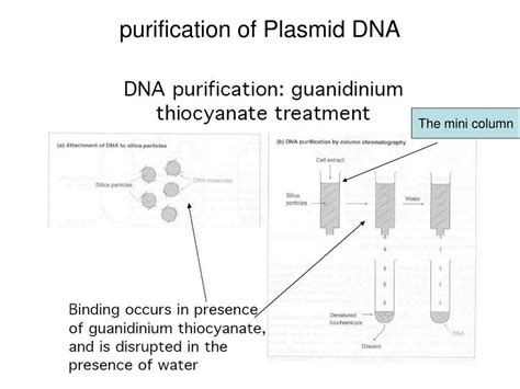 Ppt Recombinant Dna Techniques Laboratory Bi 431531 Powerpoint