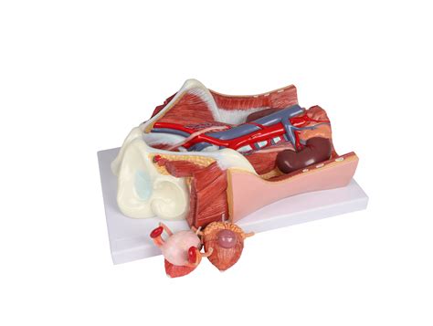 Urinary System Dual Sex 6 Part K569