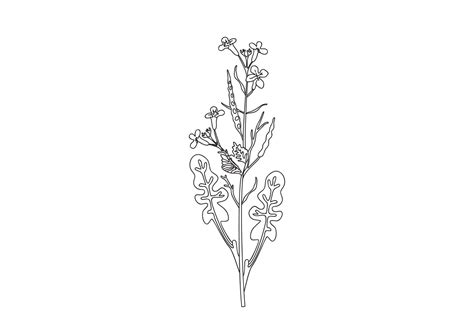 Line Art Wildflower Isolated On White Background Hand Drawn Botanical Outline Plant With Stems