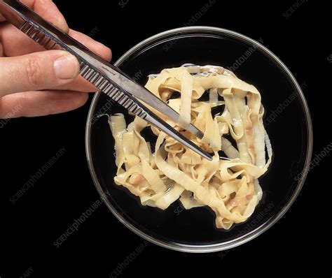 Taenia Saginata Stock Image C012 2426 Science Photo Library