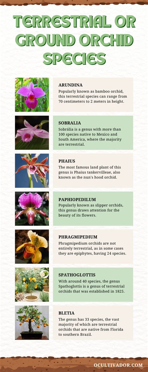 Orchid Varieties List