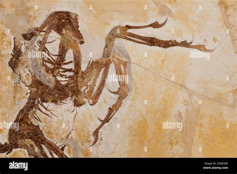 Archaeopteryx Fossil Close Up Of An Archaeopteryx Sp Dinosaur Fossil
