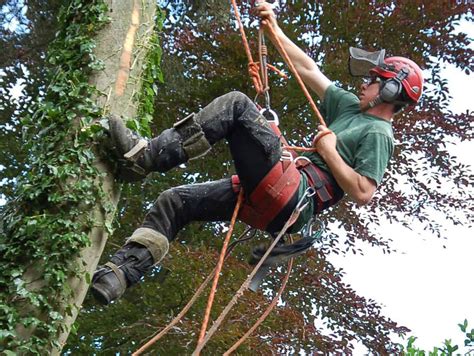 Tree Surgery Ringrose Tree Services