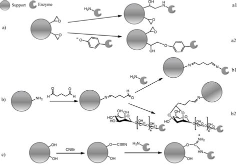 Protocols For Covalent Immobilization Of Enzymes A Binding To