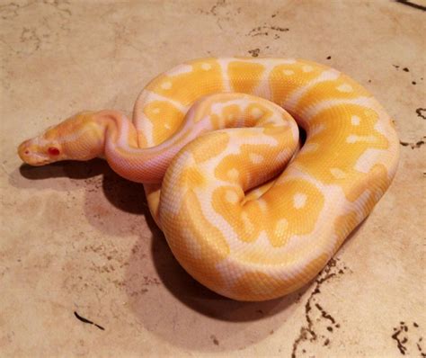 Female Albino Ball Python In 2025 Ball Python Morphs Ball Python