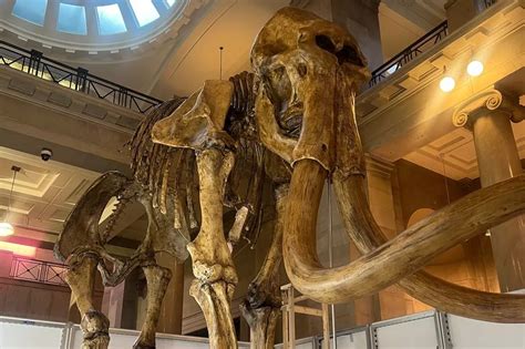 You Can Now See A Massive Woolly Mammoth In Cardiff Wales Online