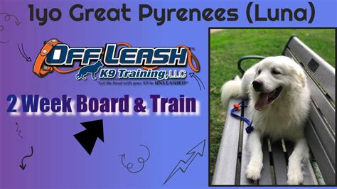 1yo Great Pyrenees Luna Before And After Board And Train Obedience Training Youtube