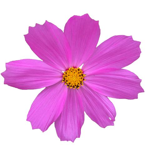 cosmos png by bunny with camera on deviantart