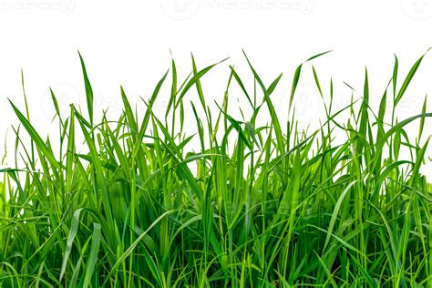 A Field Of Green Grass Stock 45910410 Png