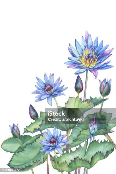 배너 핑크 로터스 꽃 잎의 포스터 씨앗 머리 꽃 봉 오리 수채화 손으로 그린 그림을 흰색 배경에 고립 된 그림 연꽃과에 대한 스톡 벡터 아트 및 기타 이미지 Istock