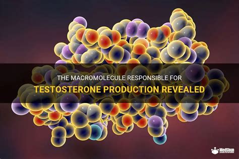 The Macromolecule Responsible For Testosterone Production Revealed