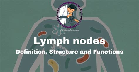 Lymph Nodes Definition Structure And Functions