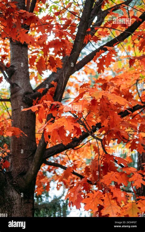 Beautiful Trees That Turn Red In Autumn Red Oak Quercus Rubra Tree With Red Leaves In Park