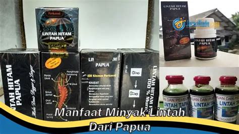 8 Manfaat Minyak Lintah Papua yang Bikin Kamu Penasaran!