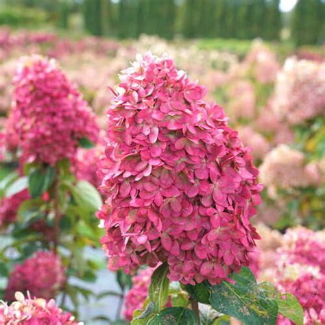 Гортензия метельчатая Лаймлайт Прайм (Hydrangea paniculata Limelight ...