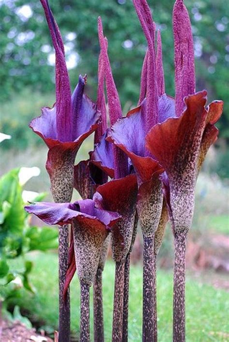 Types Of Voodoo Lily
