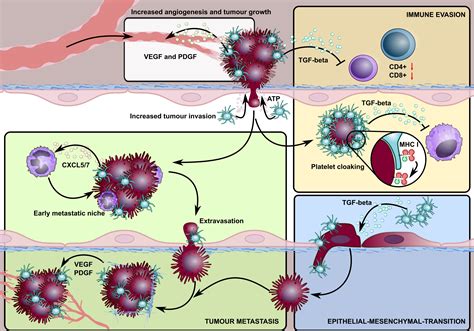 Frontiers Decoding The Role Of Platelets In Tumour Metastasis Enigmatic Accomplices And