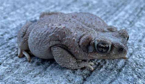 Red Spotted Toad For Sale